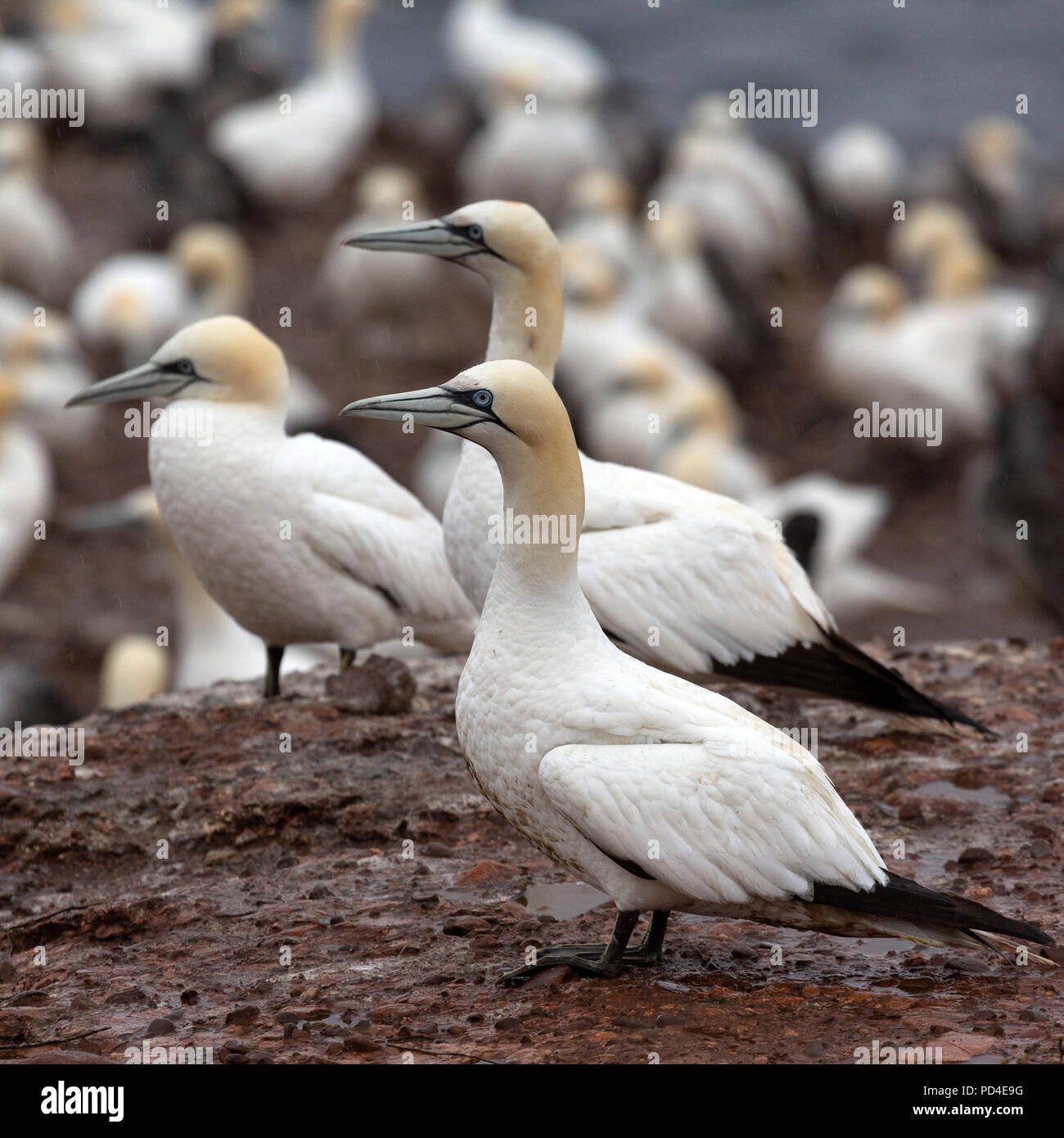 Northern Gannet Morus Bassanus Nesting On Bonaventure Island Canada