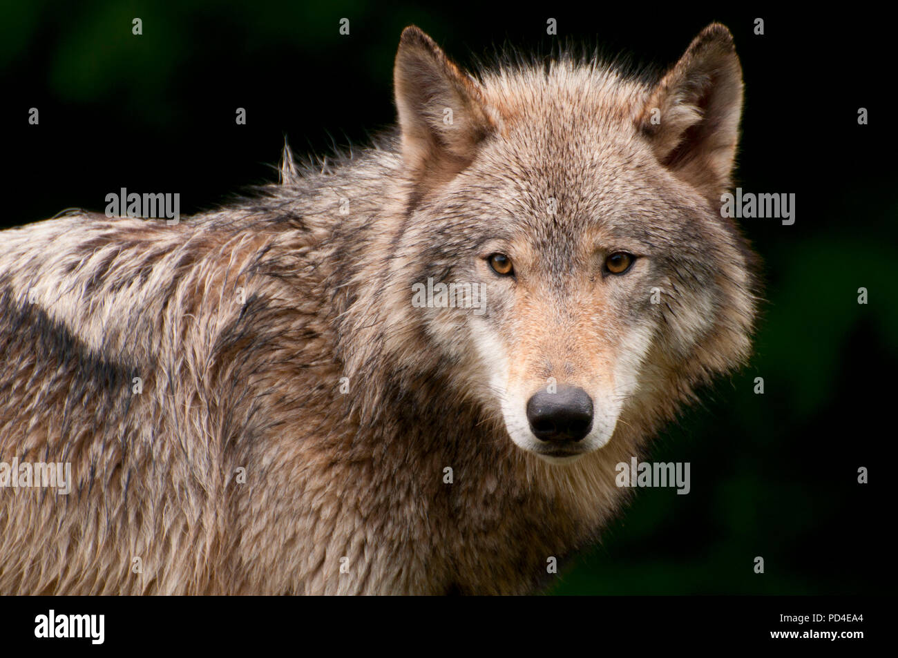Oregon wolf hi-res stock photography and images - Alamy