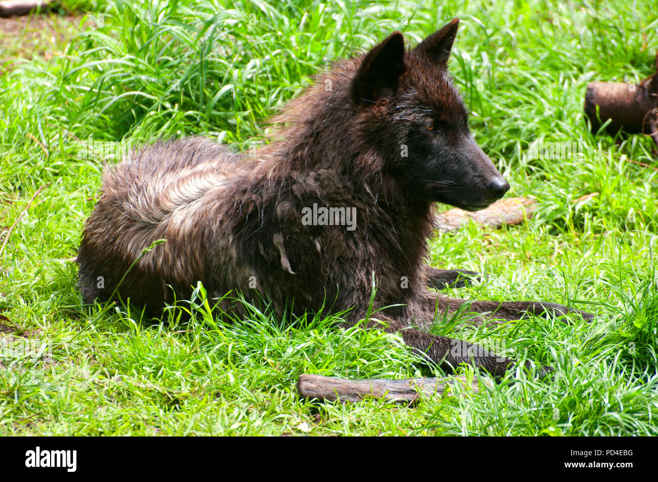 Timber wolf, Oregon Zoo, Washington Park, Portland, Oregon Stock Photo ...