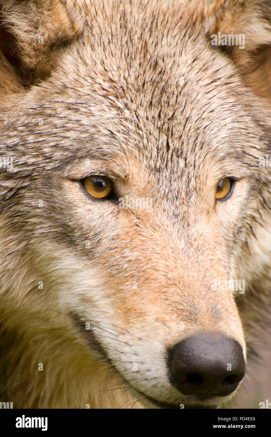 Timber wolf, Oregon Zoo, Washington Park, Portland, Oregon Stock Photo ...