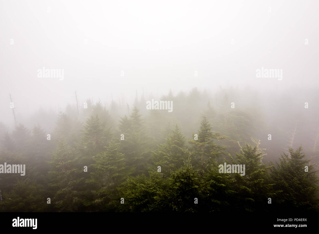 Fog over Clingmans Dome Stock Photo - Alamy