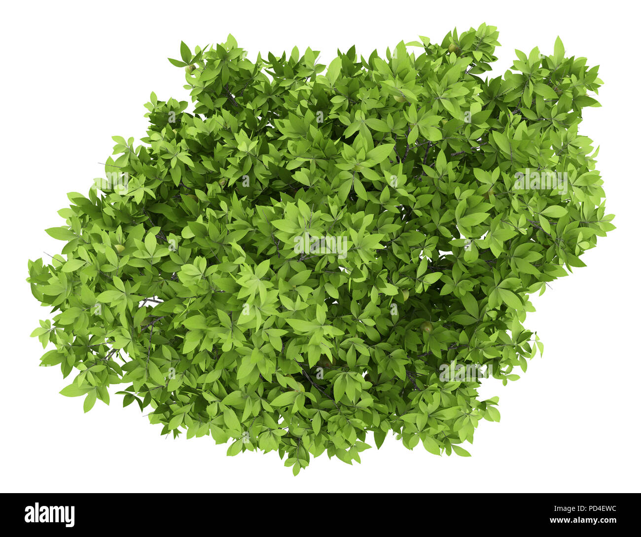 avocado tree with avocados isolated on white background. top view. 3d ...