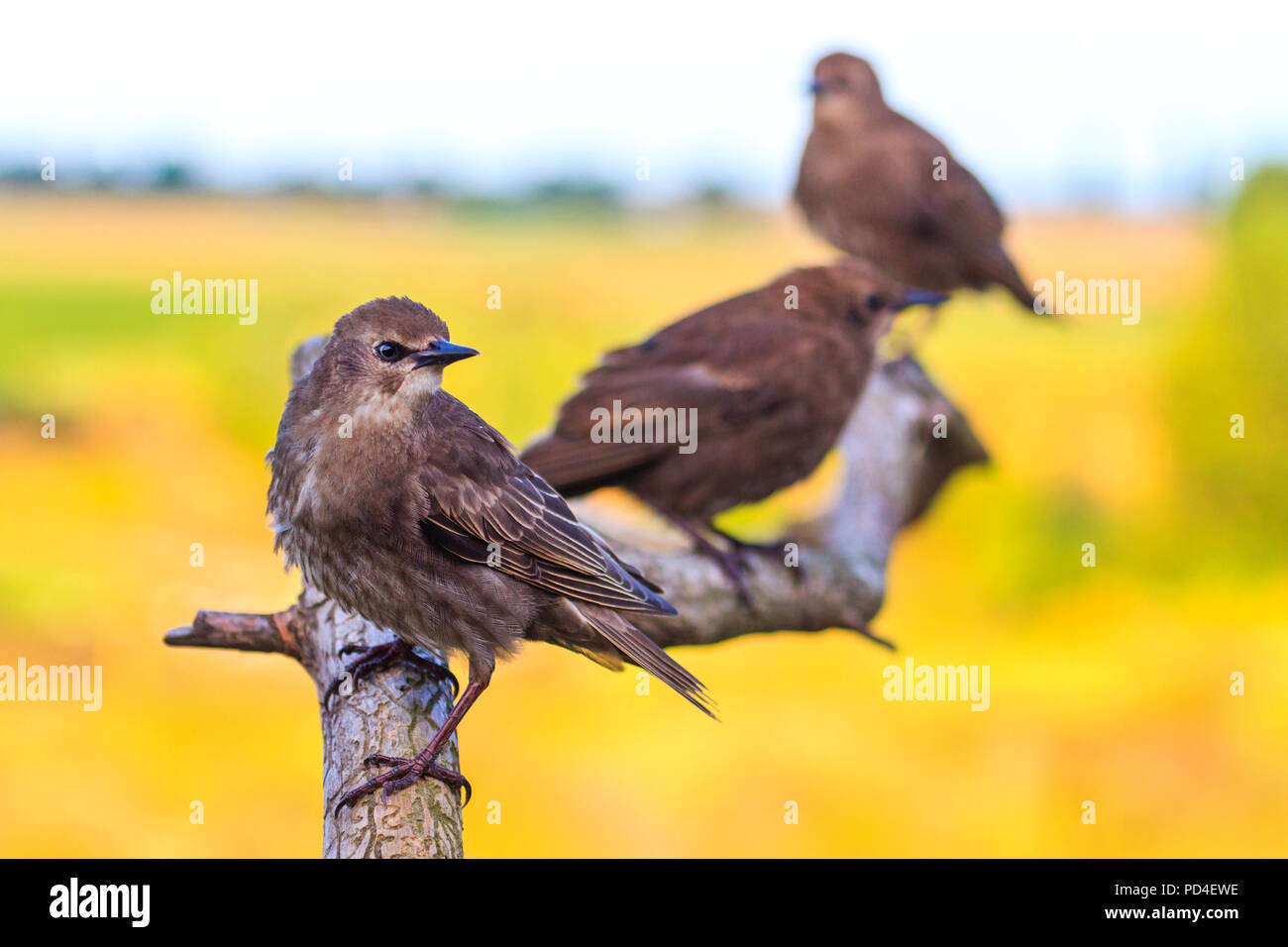 starlings sitting on a branch with patterns Stock Photo - Alamy