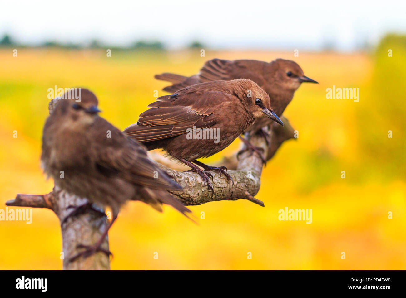 Starling patterns hi-res stock photography and images - Alamy