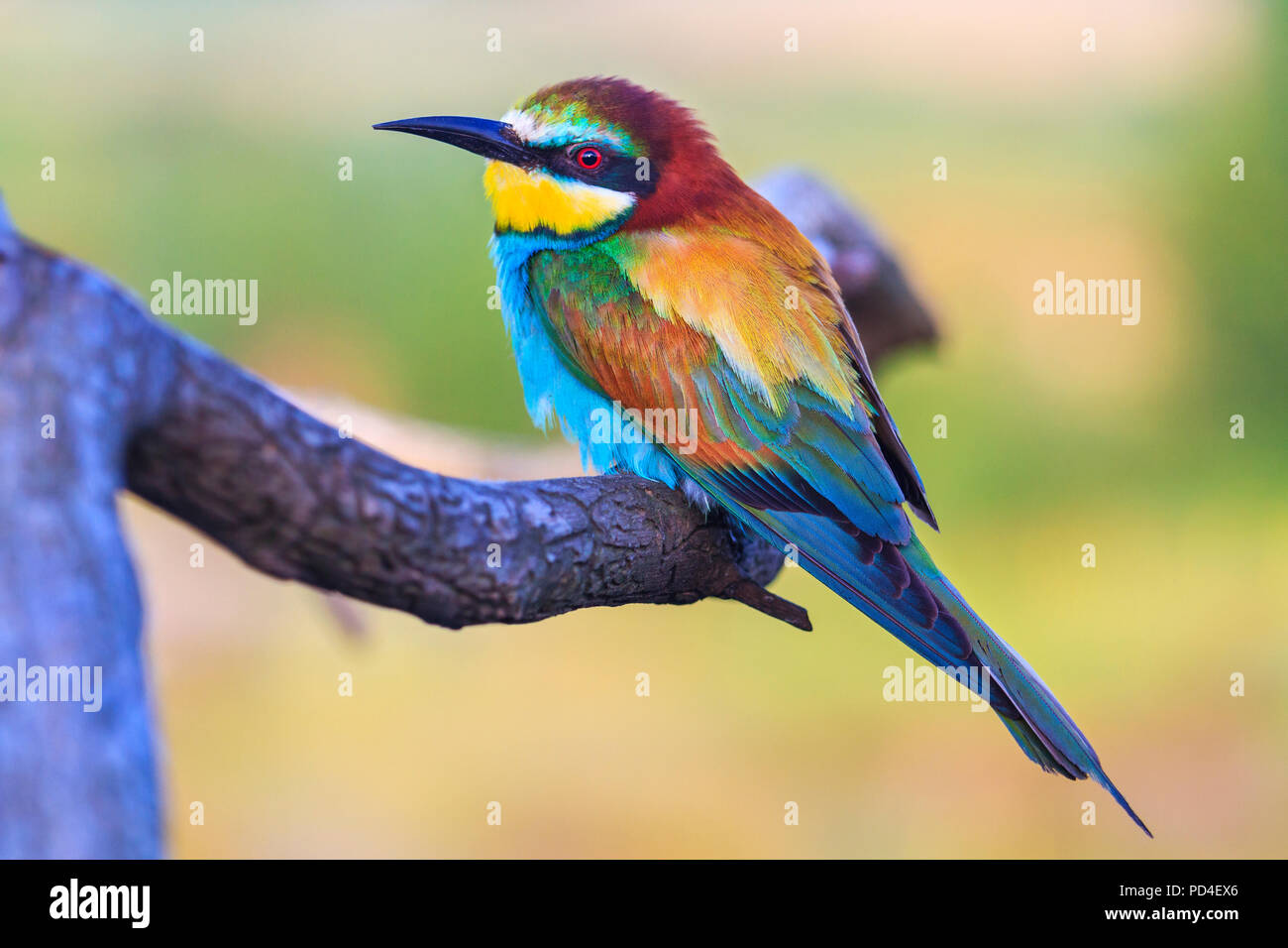 Patterns on bird hi-res stock photography and images - Alamy