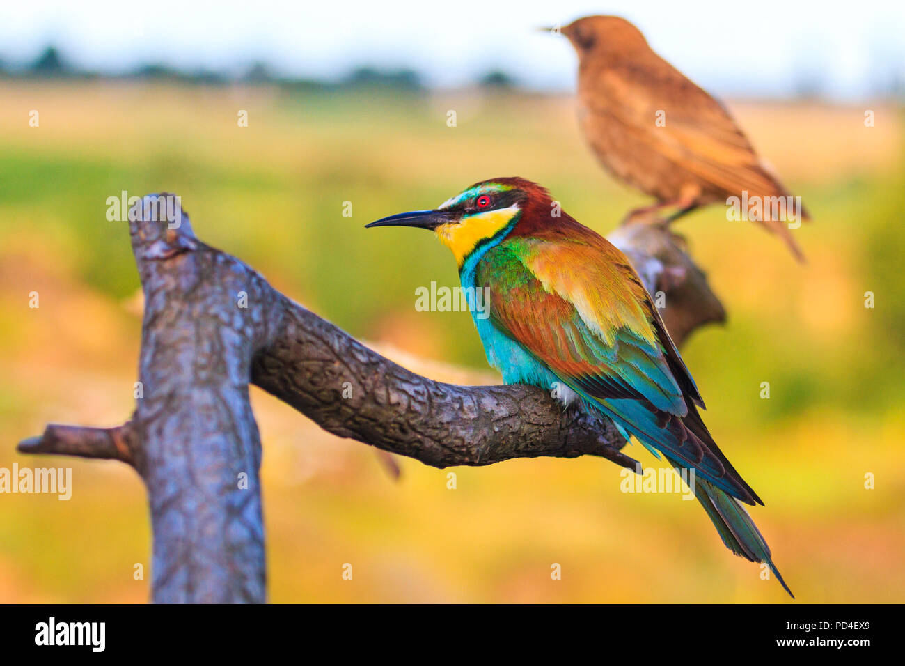 Red plumage patterns hi-res stock photography and images - Alamy