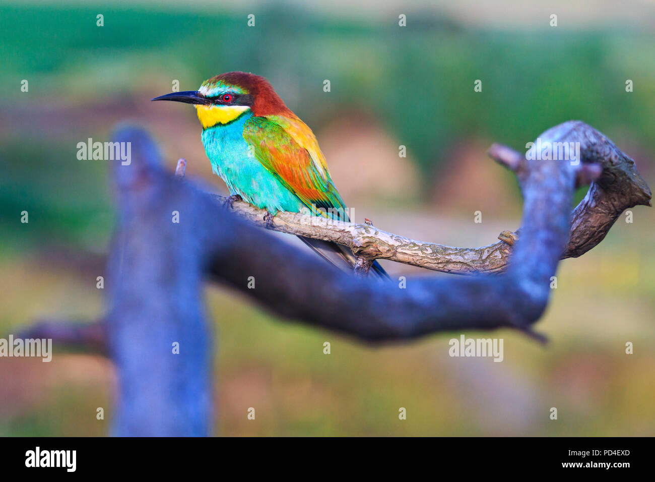 Wavy bird hi-res stock photography and images - Alamy