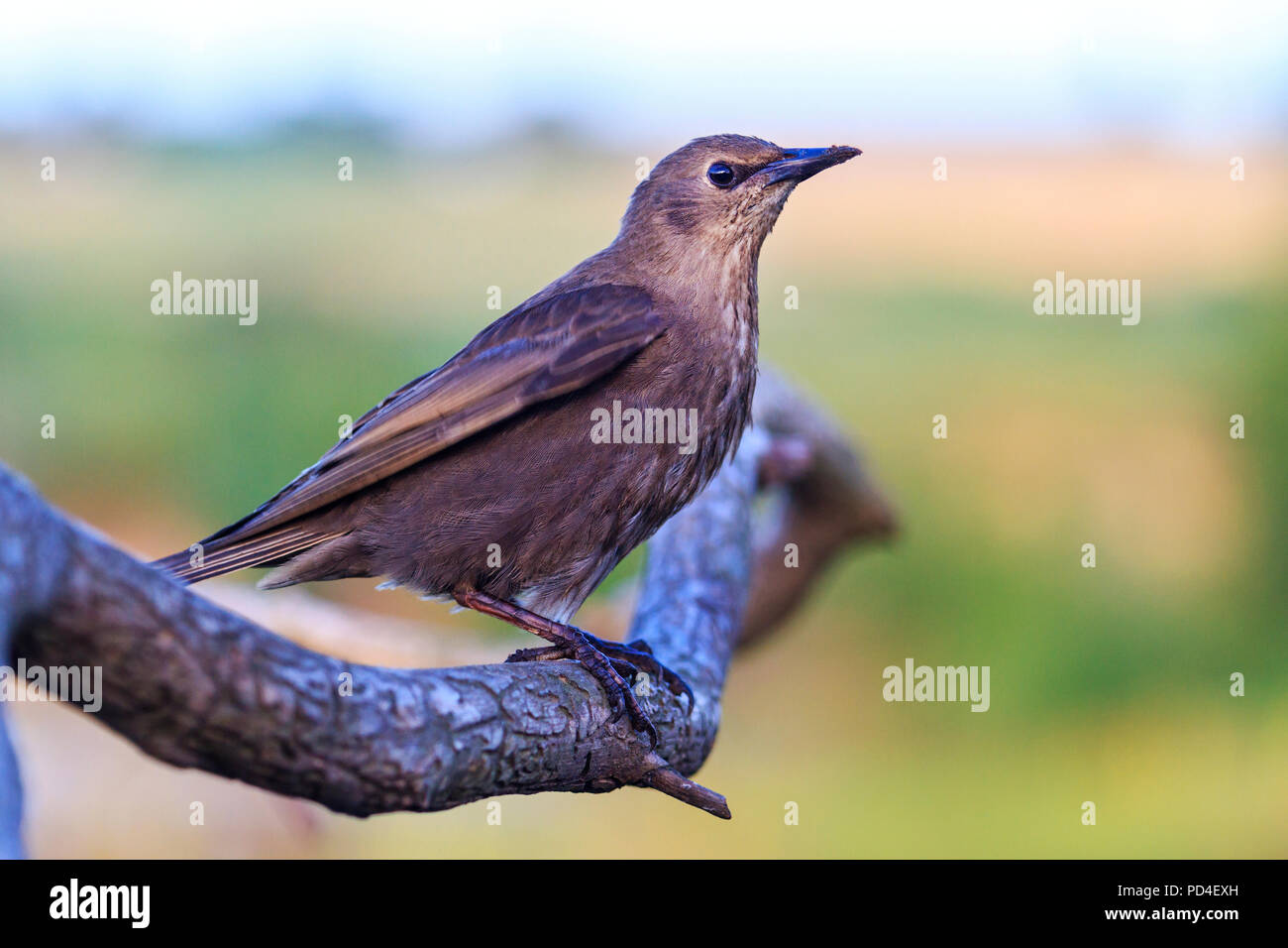 European_starling hi-res stock photography and images - Alamy