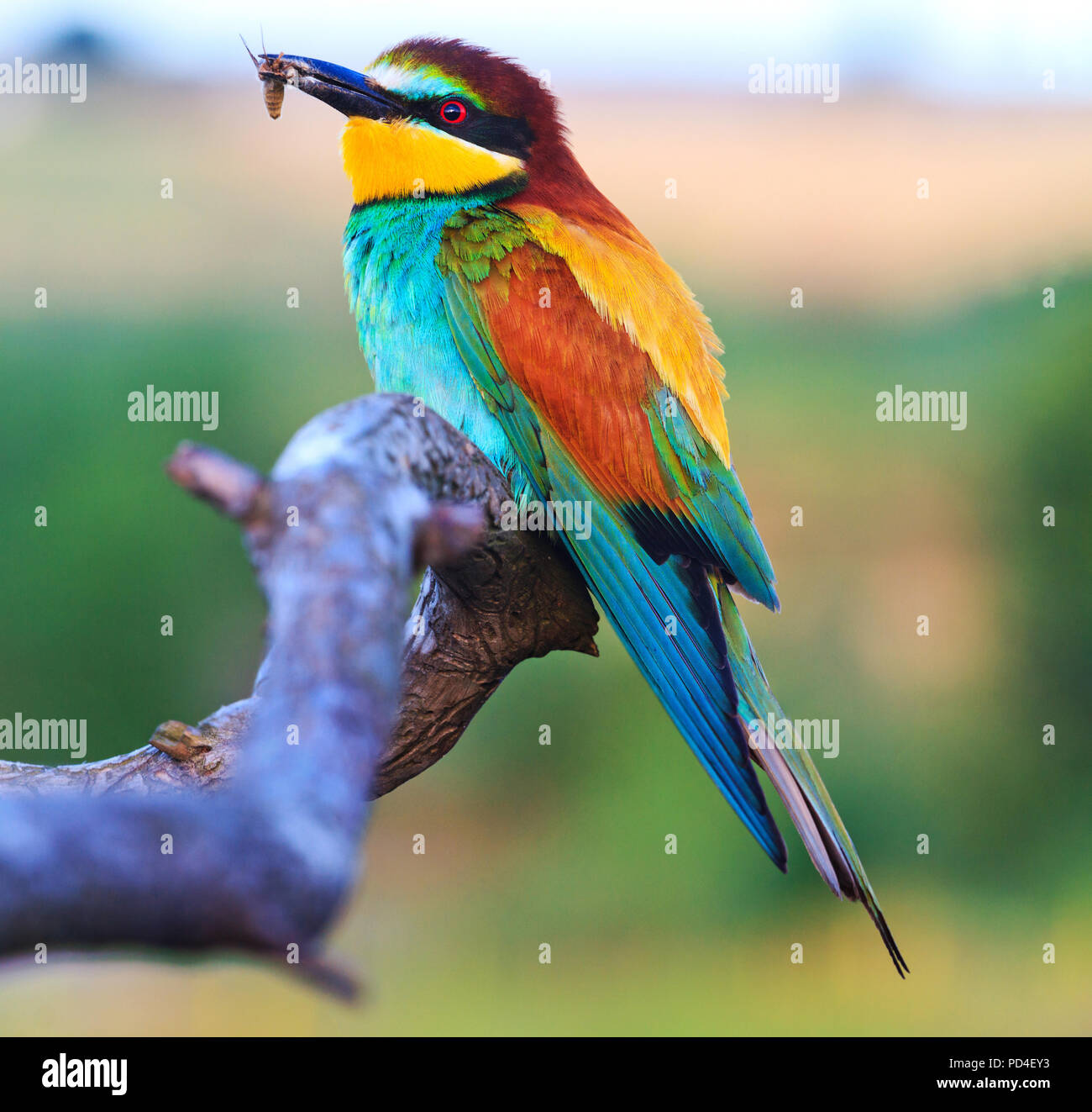 Bird sitting on a branch in the rain hi-res stock photography and ...