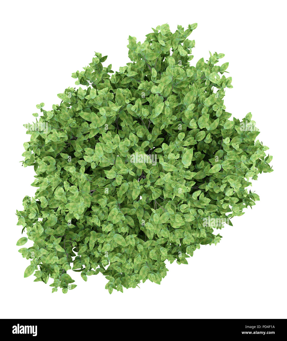 pomelo tree isolated on white background. top view. 3d illustration ...