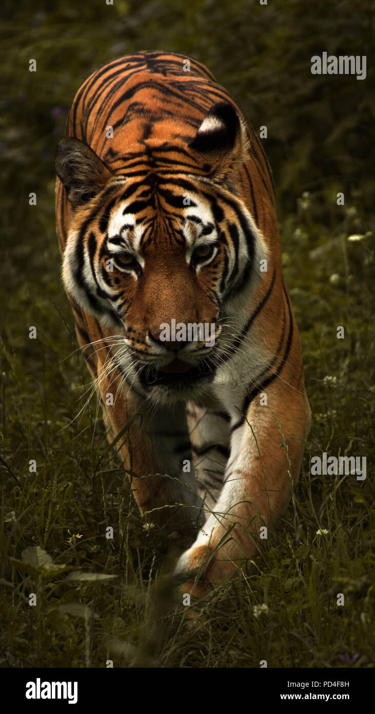 Tiger hunting hi-res stock photography and images - Alamy