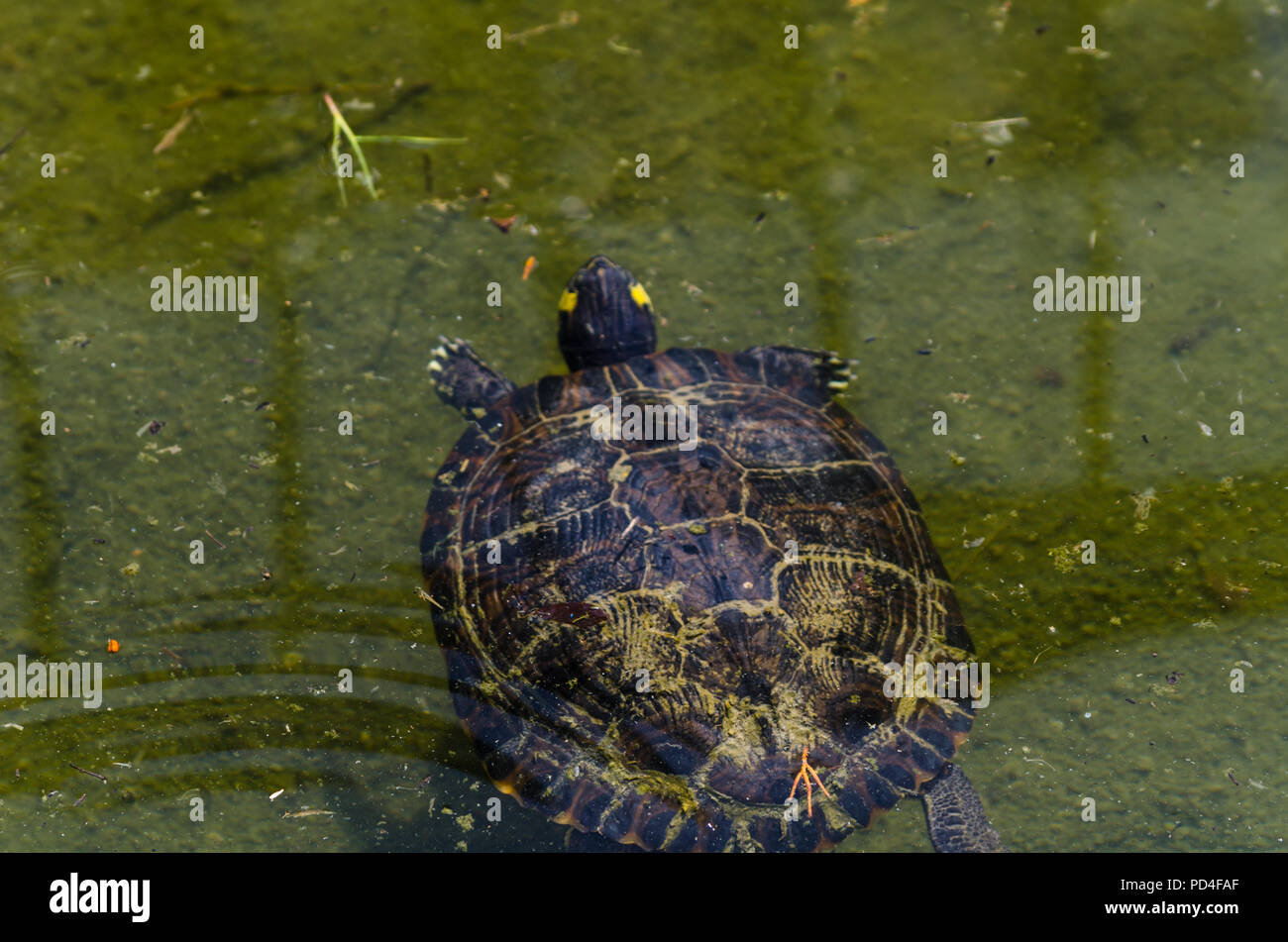 water turtle in a dirty pond in a city park, wild animal living in an ...