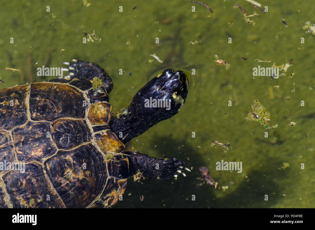 water turtle in a dirty pond in a city park, wild animal living in an ...