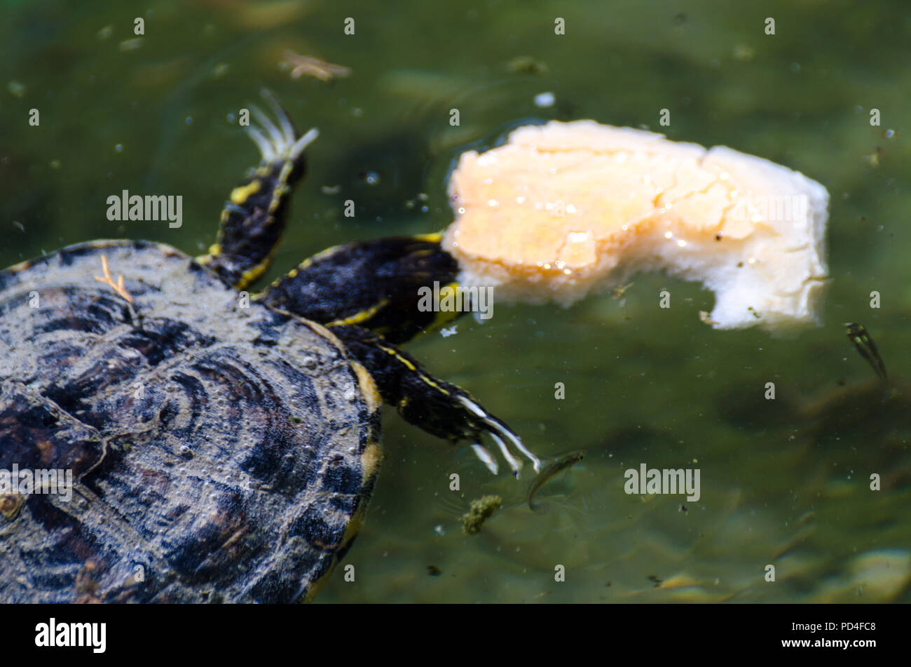 water turtle in a dirty pond in a city park, wild animal living in an aquatic environment ...