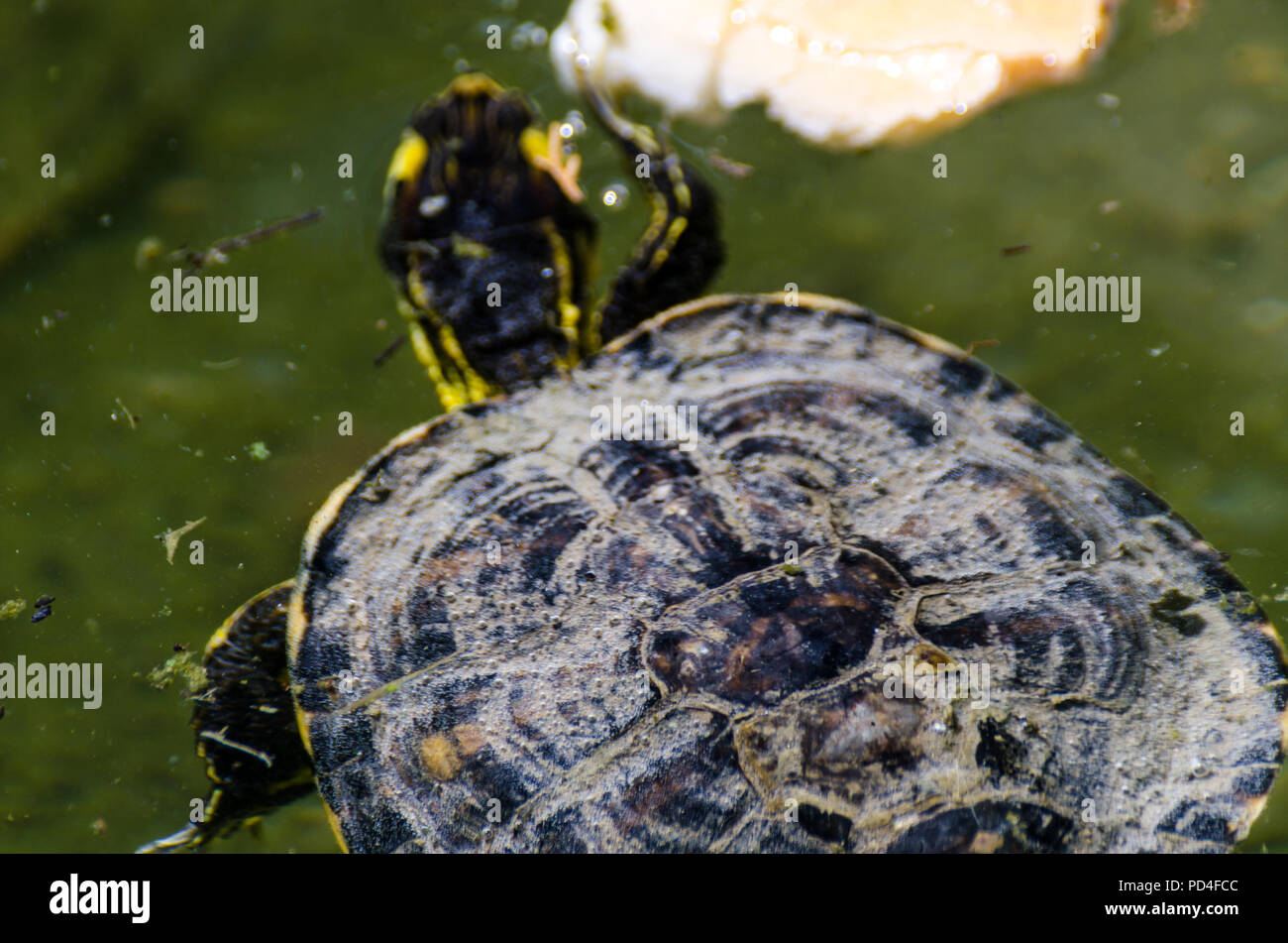 water turtle in a dirty pond in a city park, wild animal living in an ...