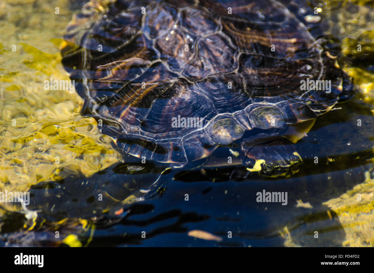 water turtle in a dirty pond in a city park, wild animal living in an ...
