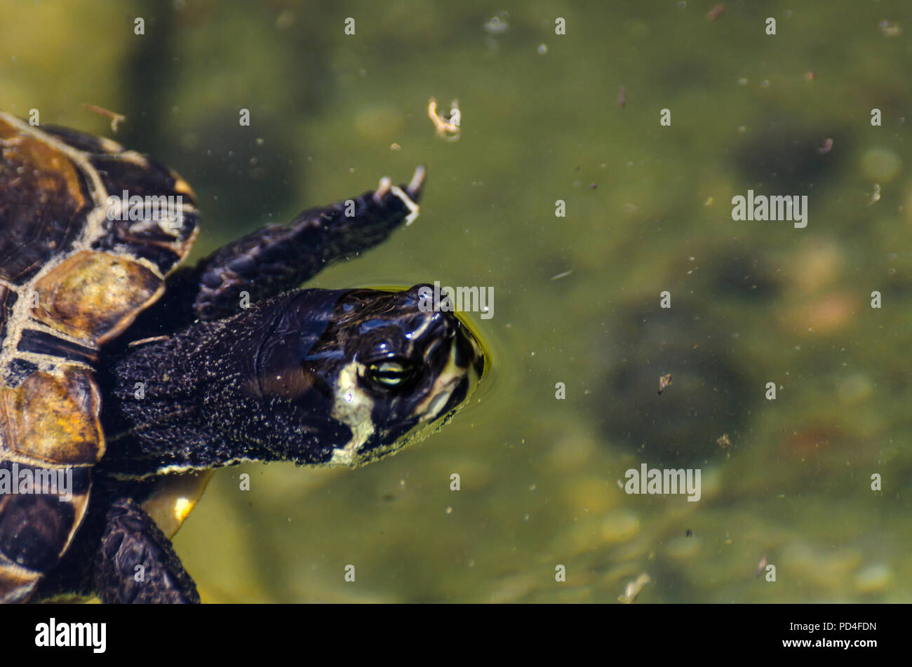 water turtle in a dirty pond in a city park, wild animal living in an ...