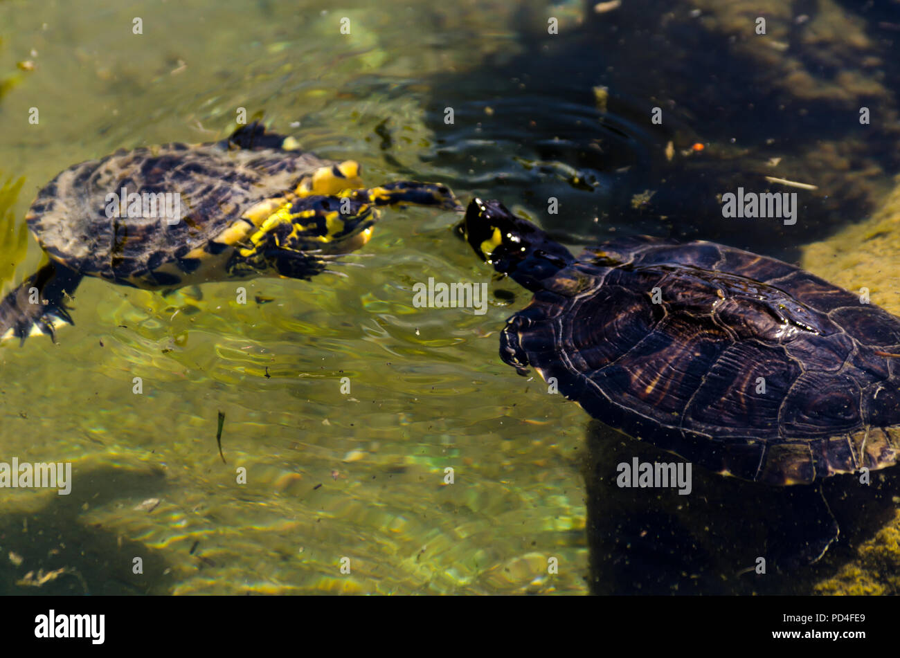 water turtle in a dirty pond in a city park, wild animal living in an ...
