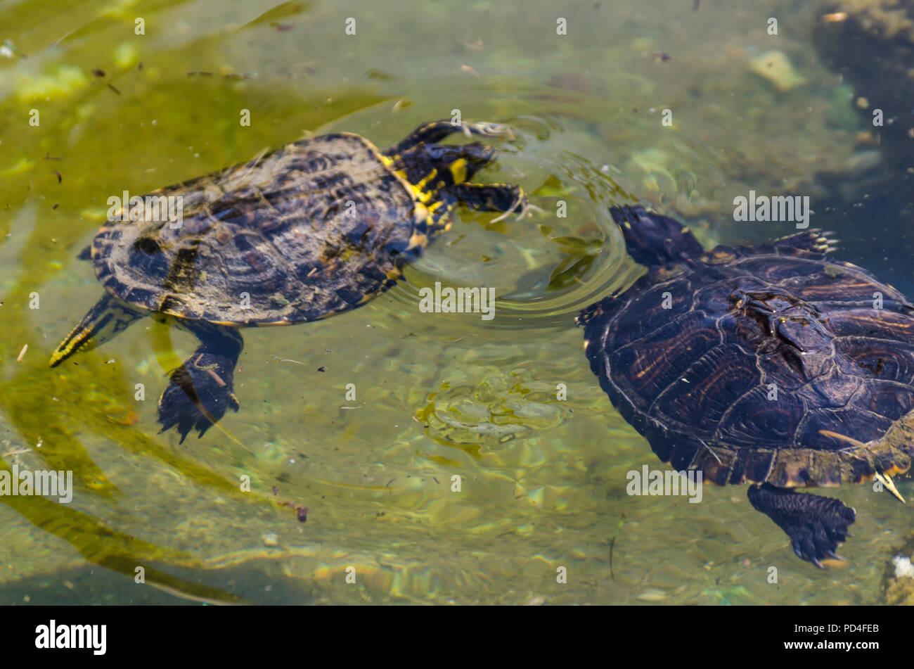 water turtle in a dirty pond in a city park, wild animal living in an ...