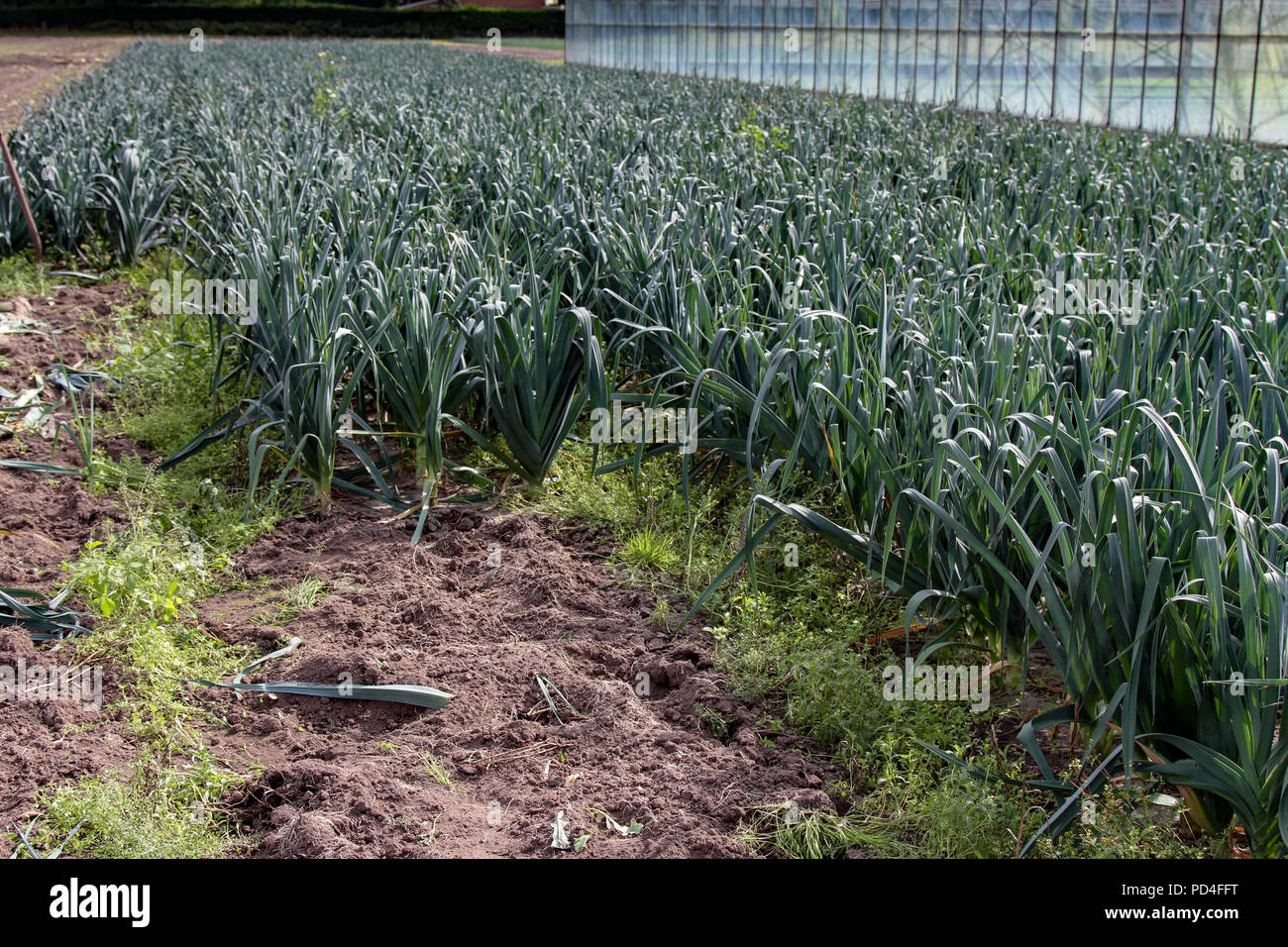Leek field allium ampeloprasum hi-res stock photography and images - Alamy