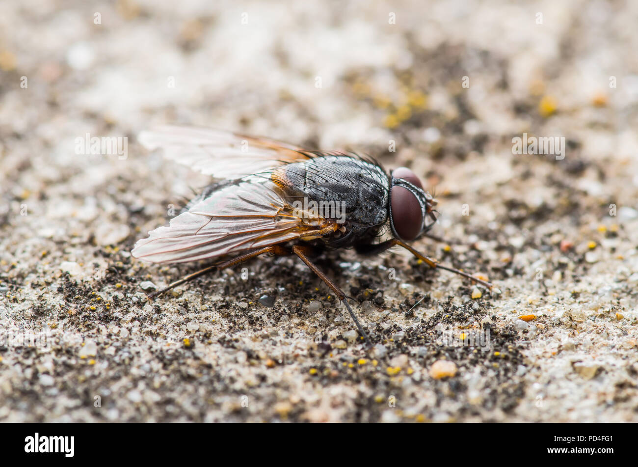 Diptera Meat Fly Insect On Rock Stock Photo - Alamy