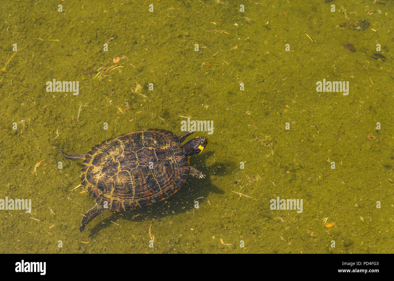 water turtle in a dirty pond in a city park, wild animal living in an ...