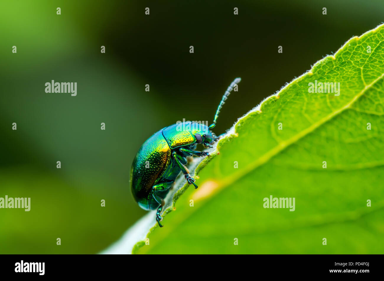 Chrysolina Coerulans Blue Mint Leaf Beetle Insect Crawling on Green ...