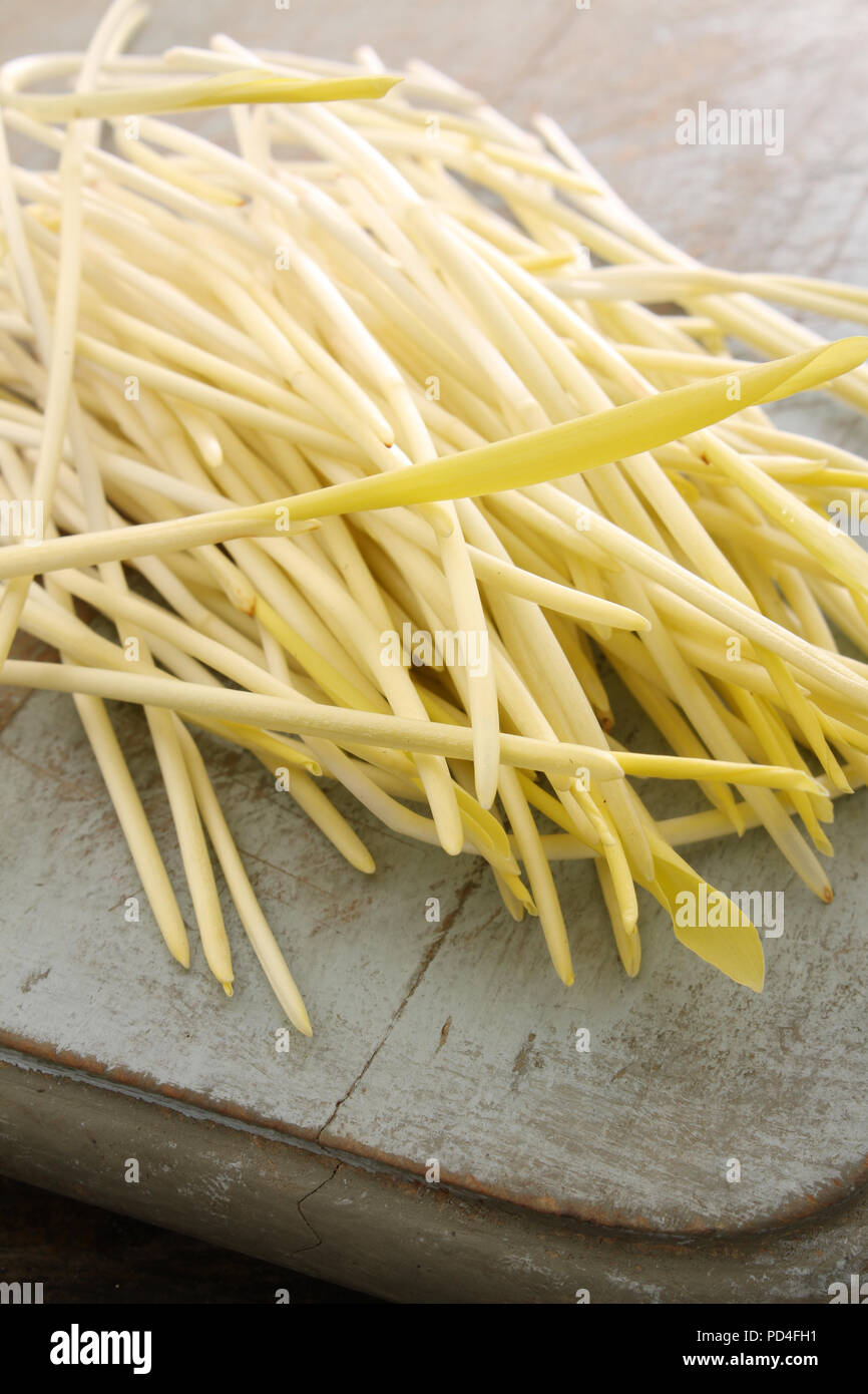 sprouting sweet corn shoots Stock Photo - Alamy