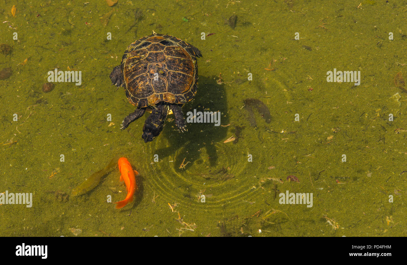 water turtle in a dirty pond in a city park, wild animal living in an ...
