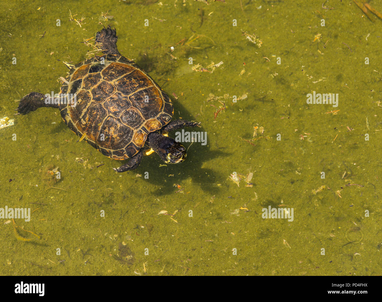 water turtle in a dirty pond in a city park, wild animal living in an ...