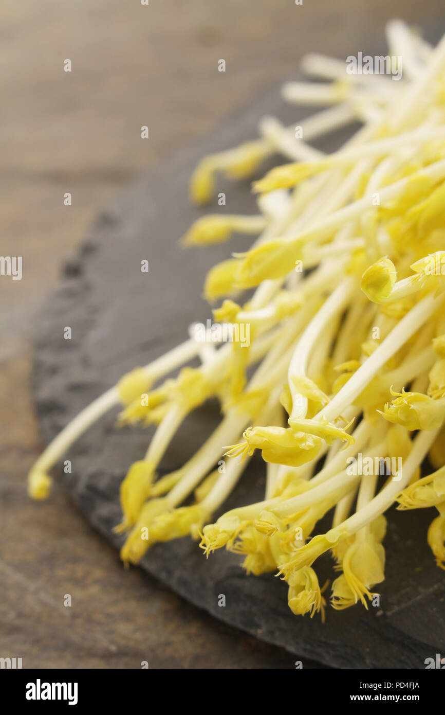 sprouting sweet corn shoots Stock Photo - Alamy