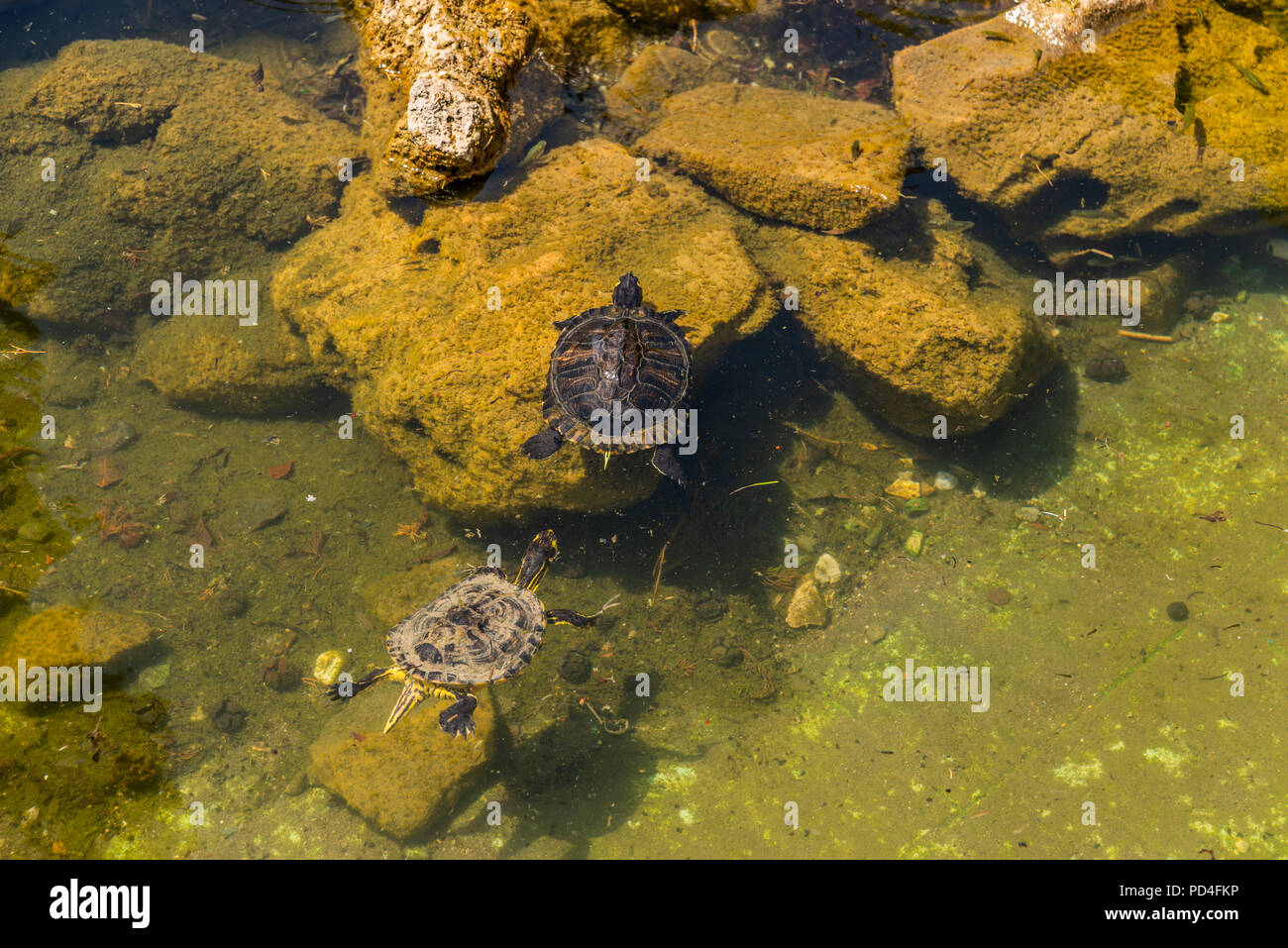 water turtle in a dirty pond in a city park, wild animal living in an ...