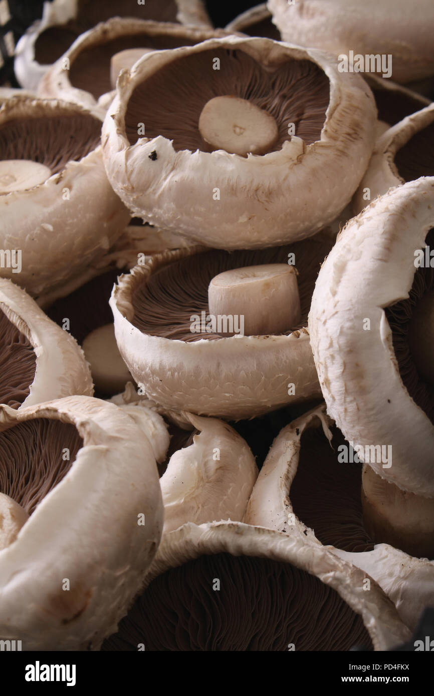 Larger mushrooms hi-res stock photography and images - Alamy