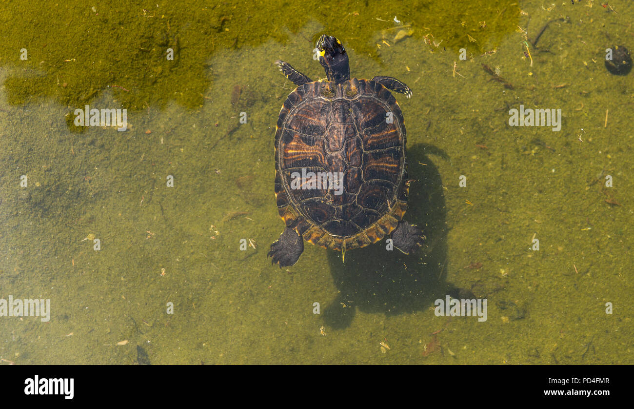 water turtle in a dirty pond in a city park, wild animal living in an ...