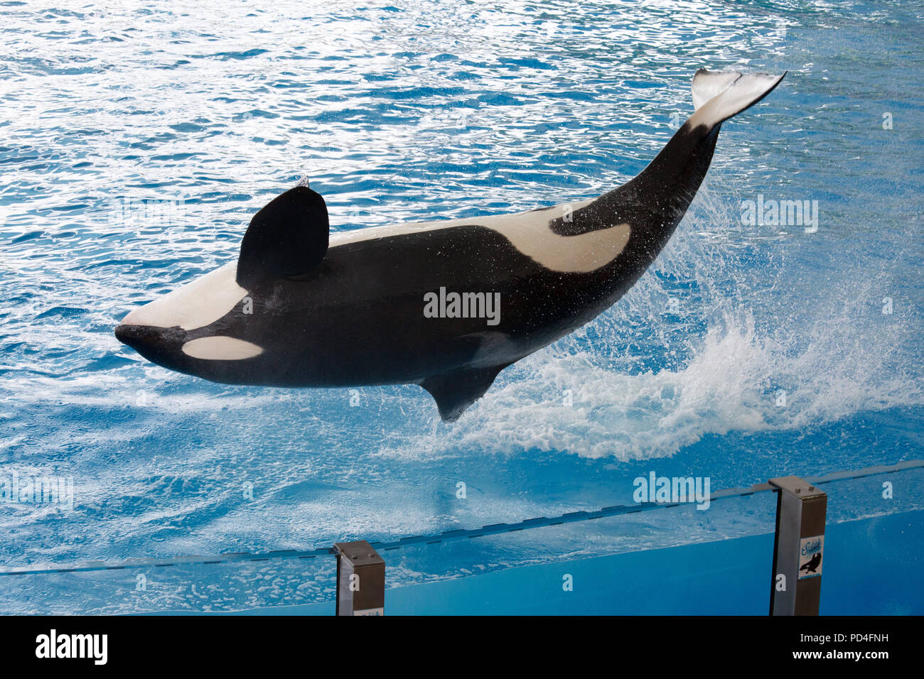 Loro parque orca hi-res stock photography and images - Alamy