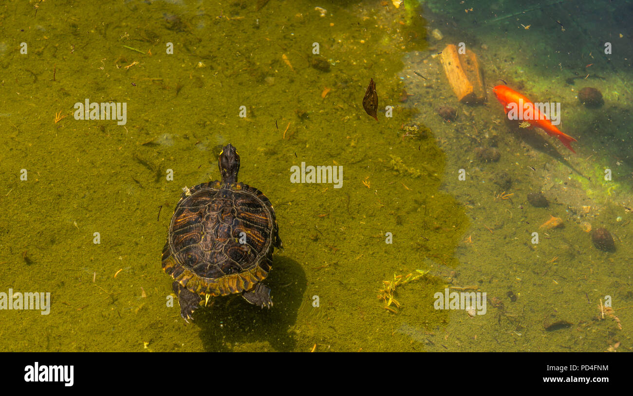 water turtle in a dirty pond in a city park, wild animal living in an ...