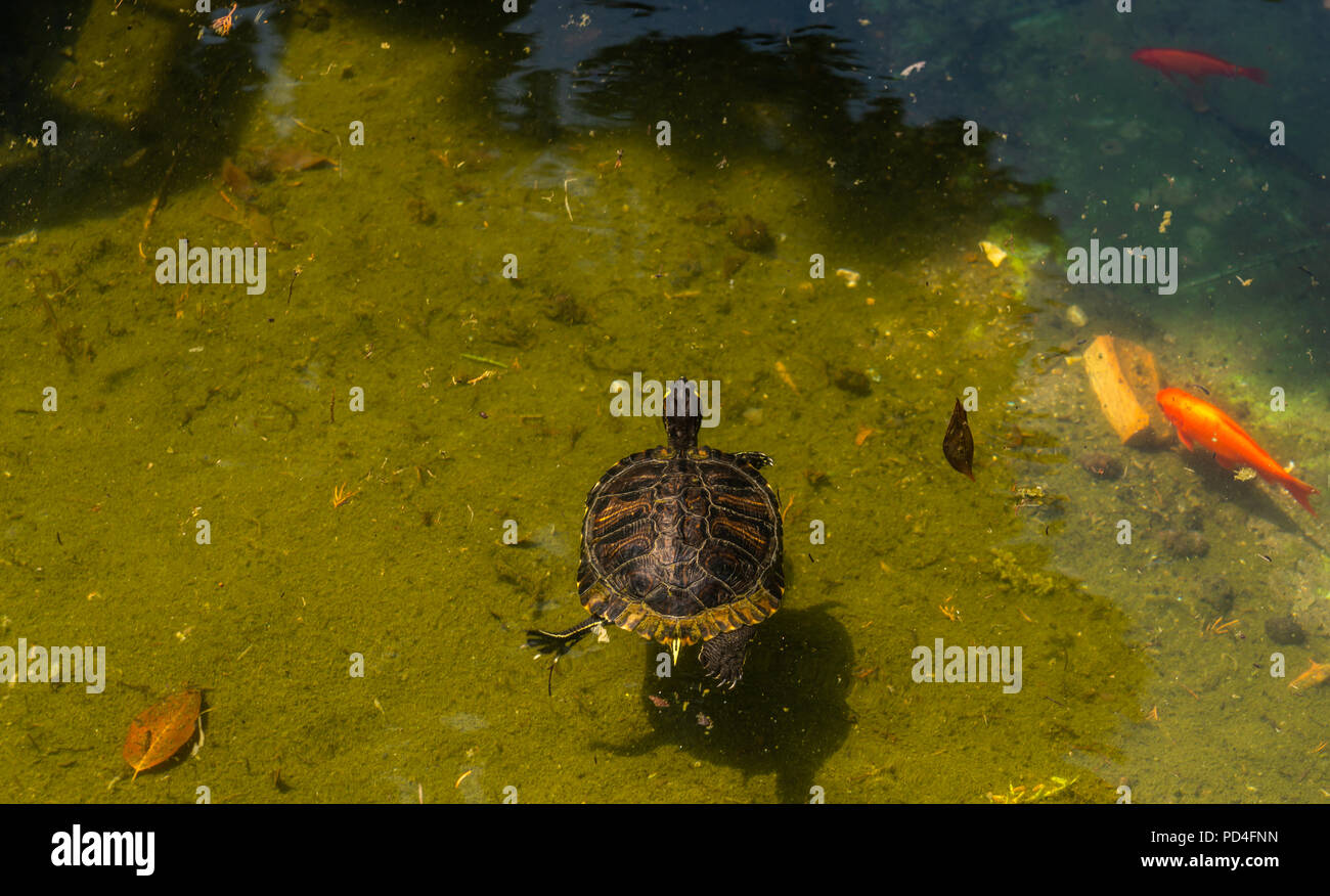 water turtle in a dirty pond in a city park, wild animal living in an ...