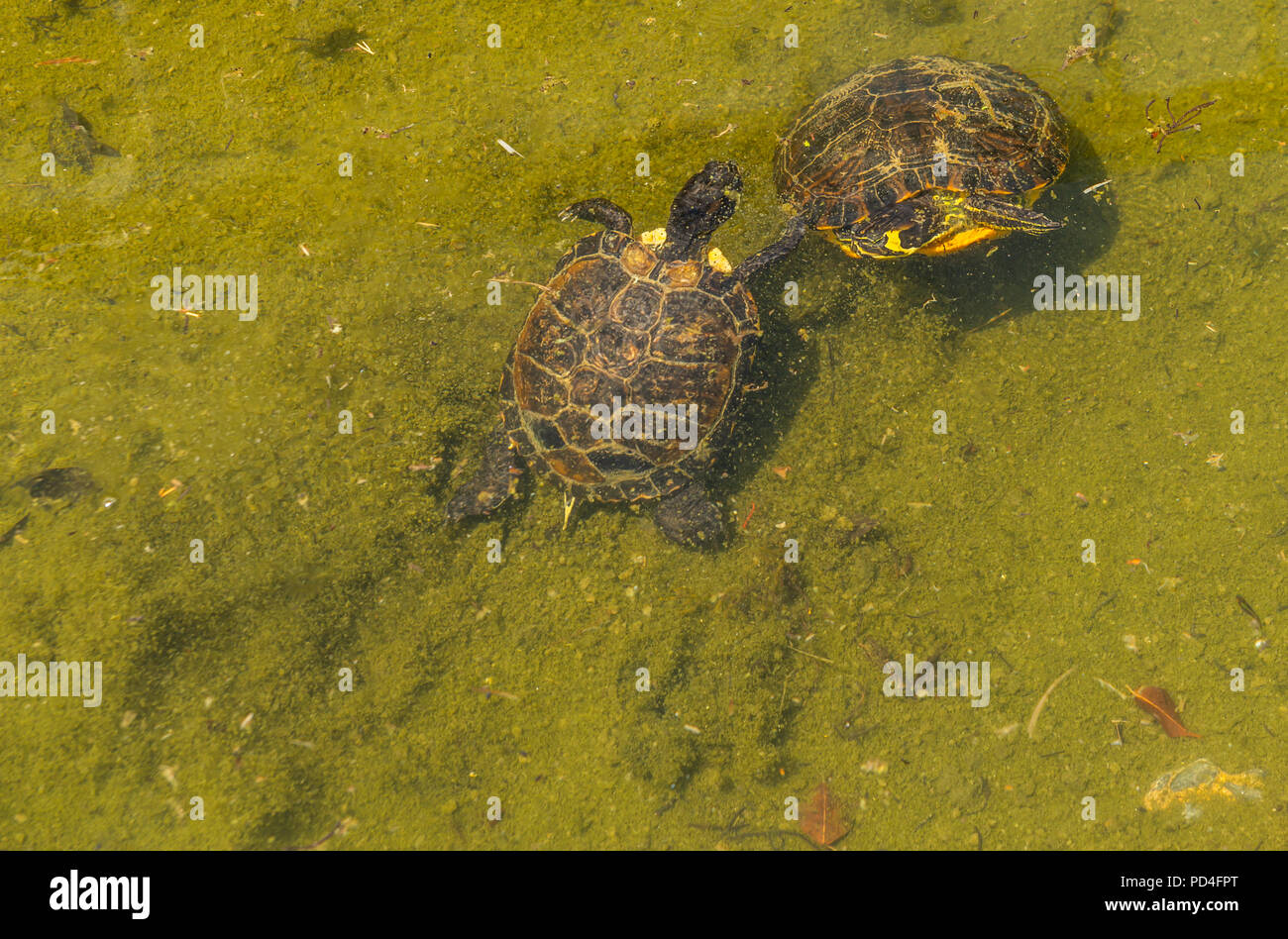 water turtle in a dirty pond in a city park, wild animal living in an ...