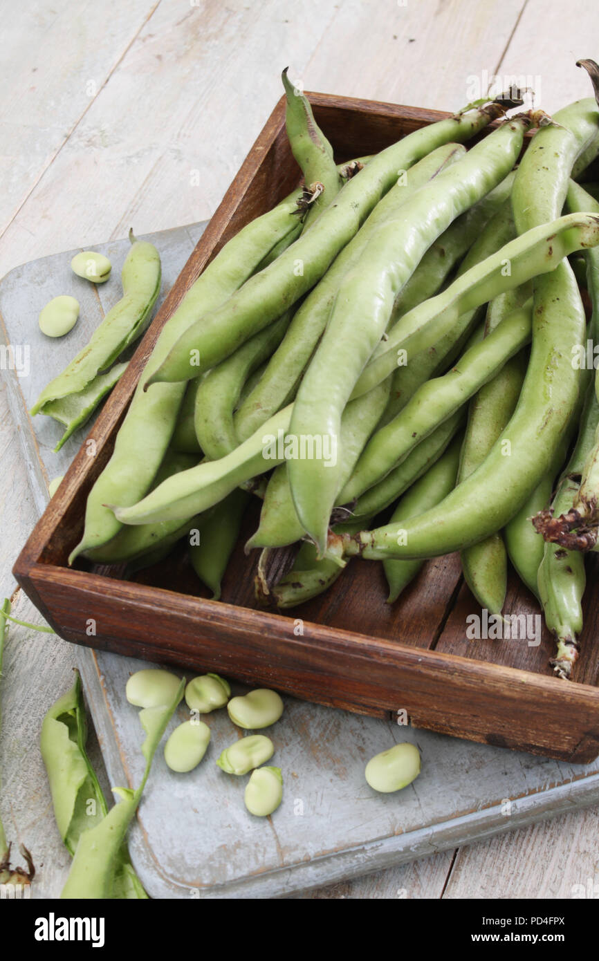 preparing fresh broad beans Stock Photo - Alamy