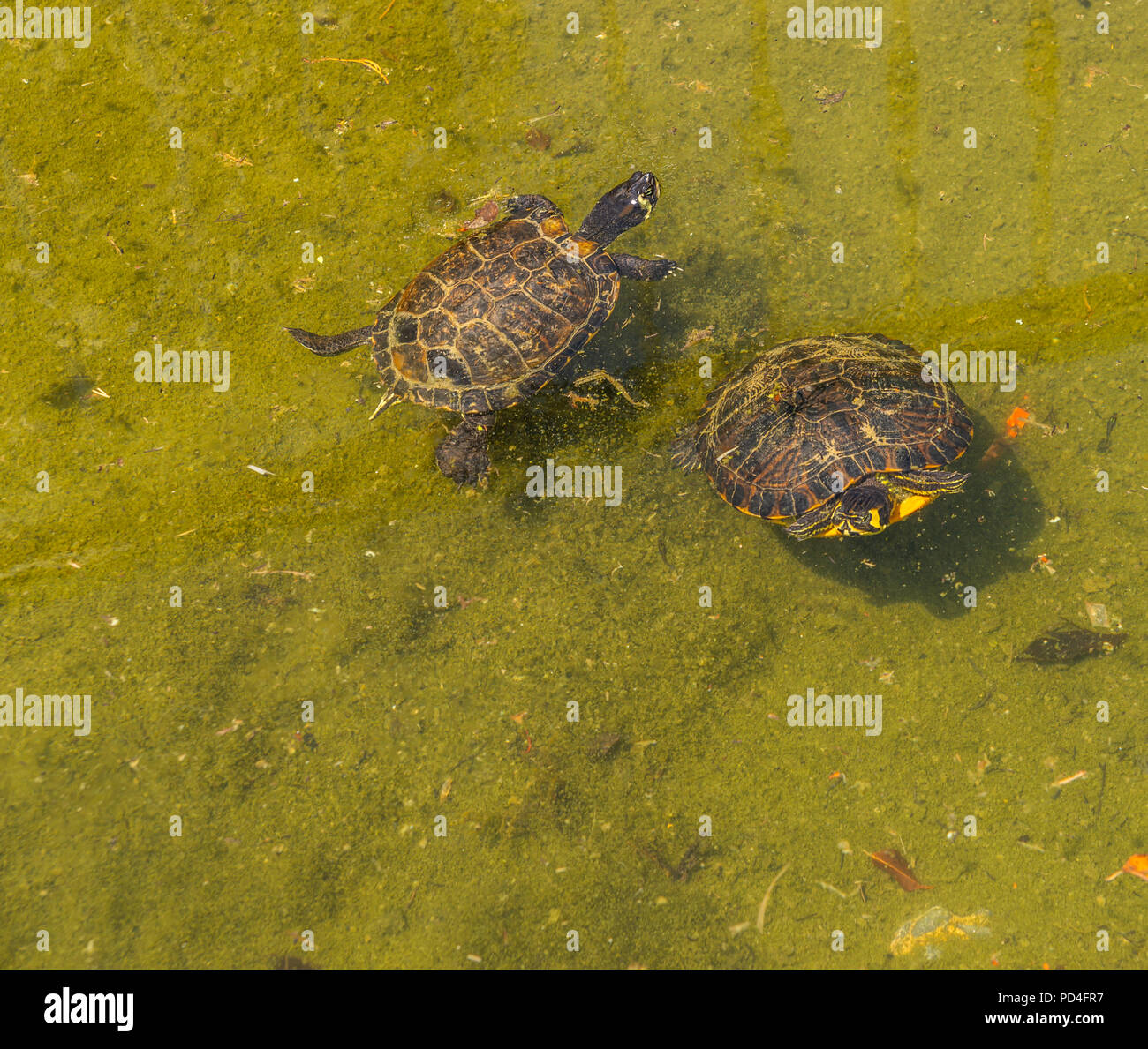 water turtle in a dirty pond in a city park, wild animal living in an ...