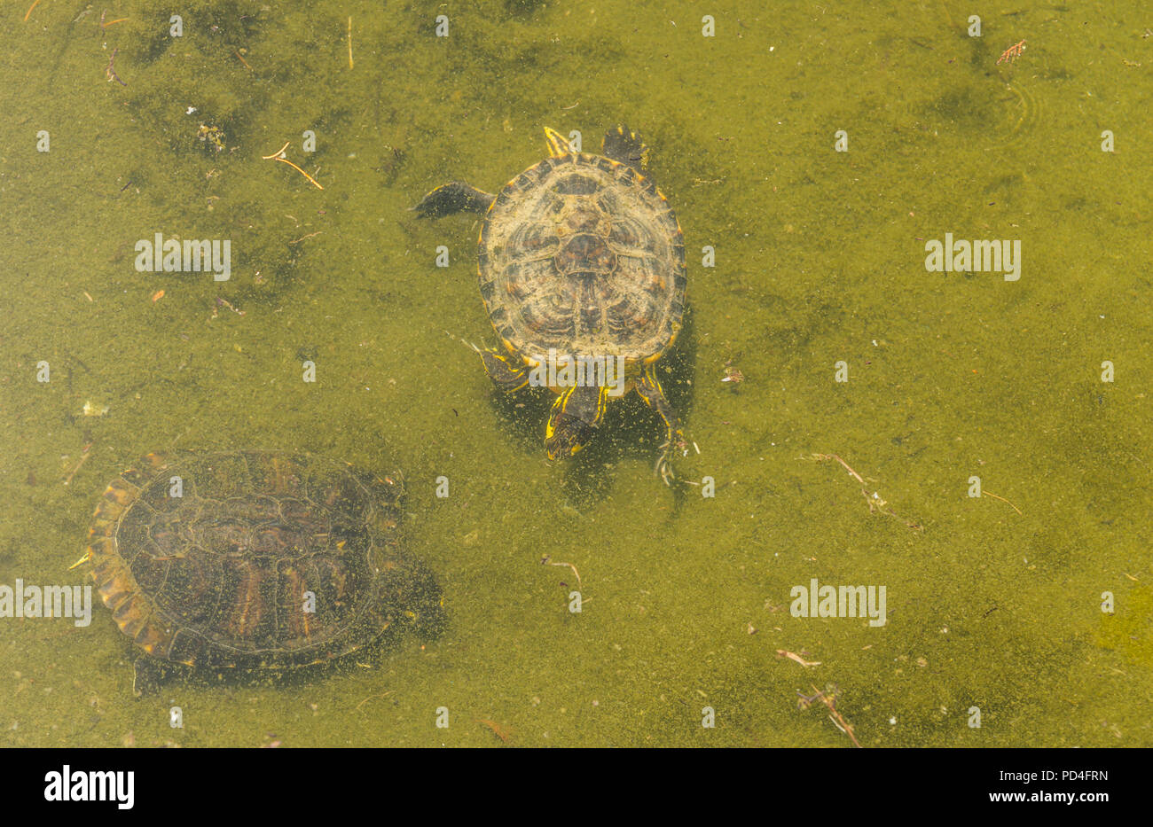 water turtle in a dirty pond in a city park, wild animal living in an ...