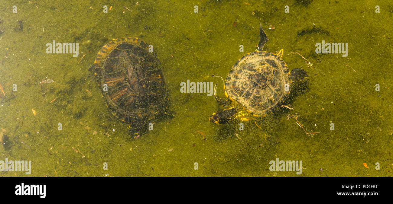 water turtle in a dirty pond in a city park, wild animal living in an ...