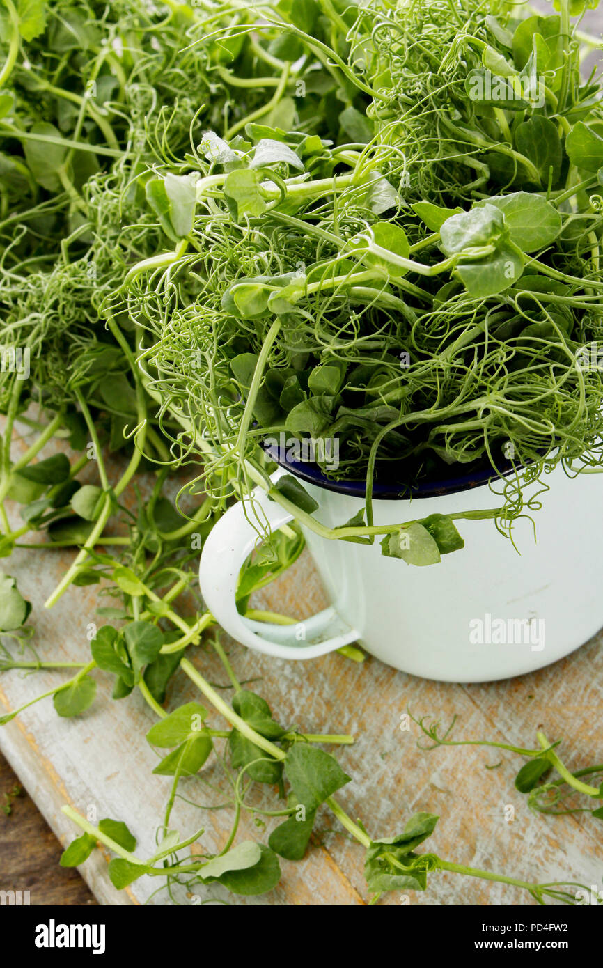 preparing fresh pea shoots Stock Photo - Alamy
