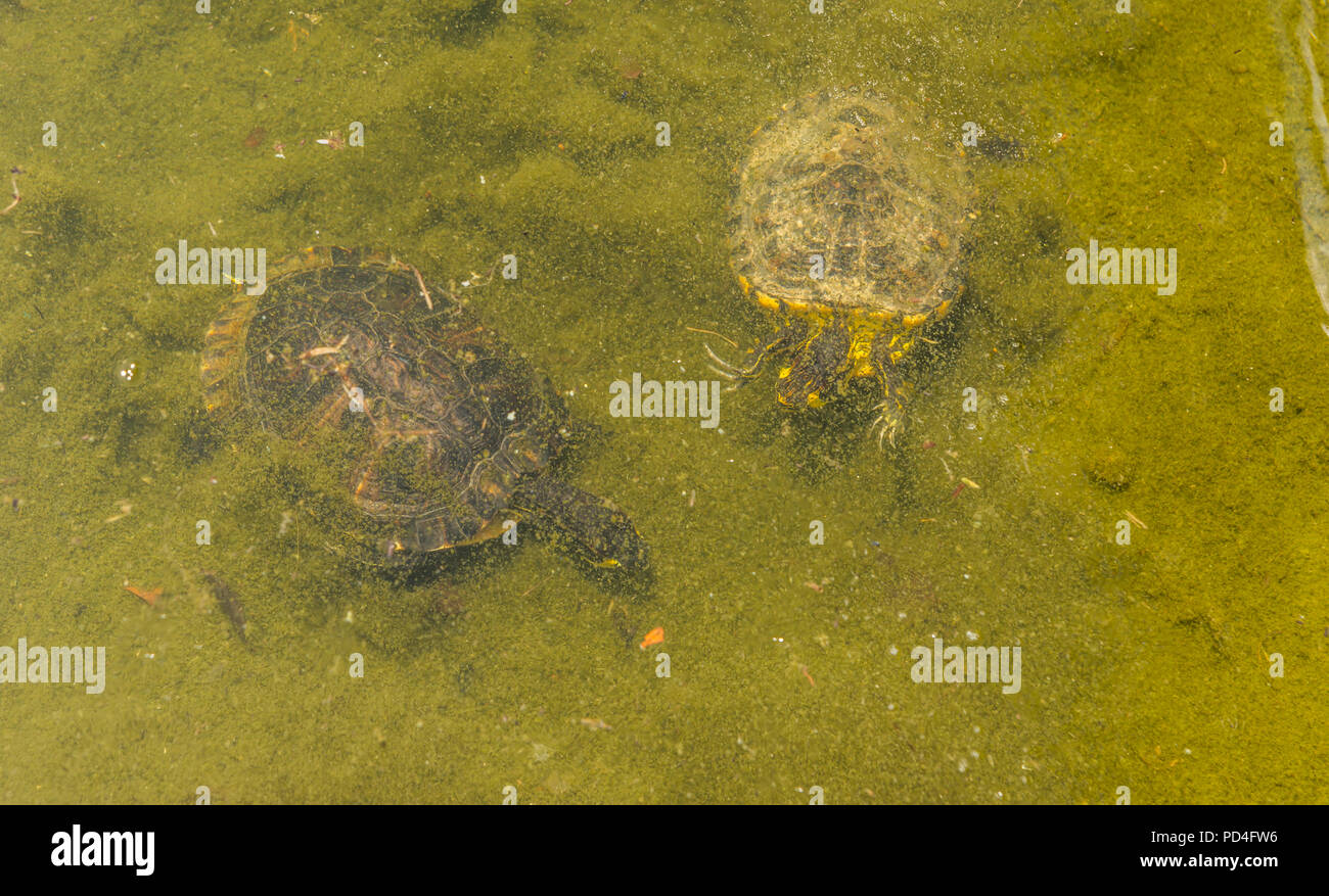 water turtle in a dirty pond in a city park, wild animal living in an ...
