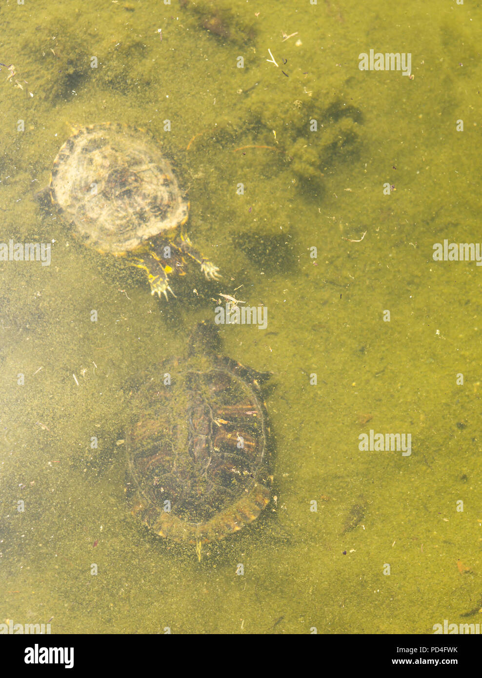 water turtle in a dirty pond in a city park, wild animal living in an ...