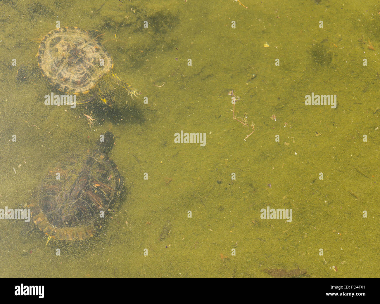 water turtle in a dirty pond in a city park, wild animal living in an ...