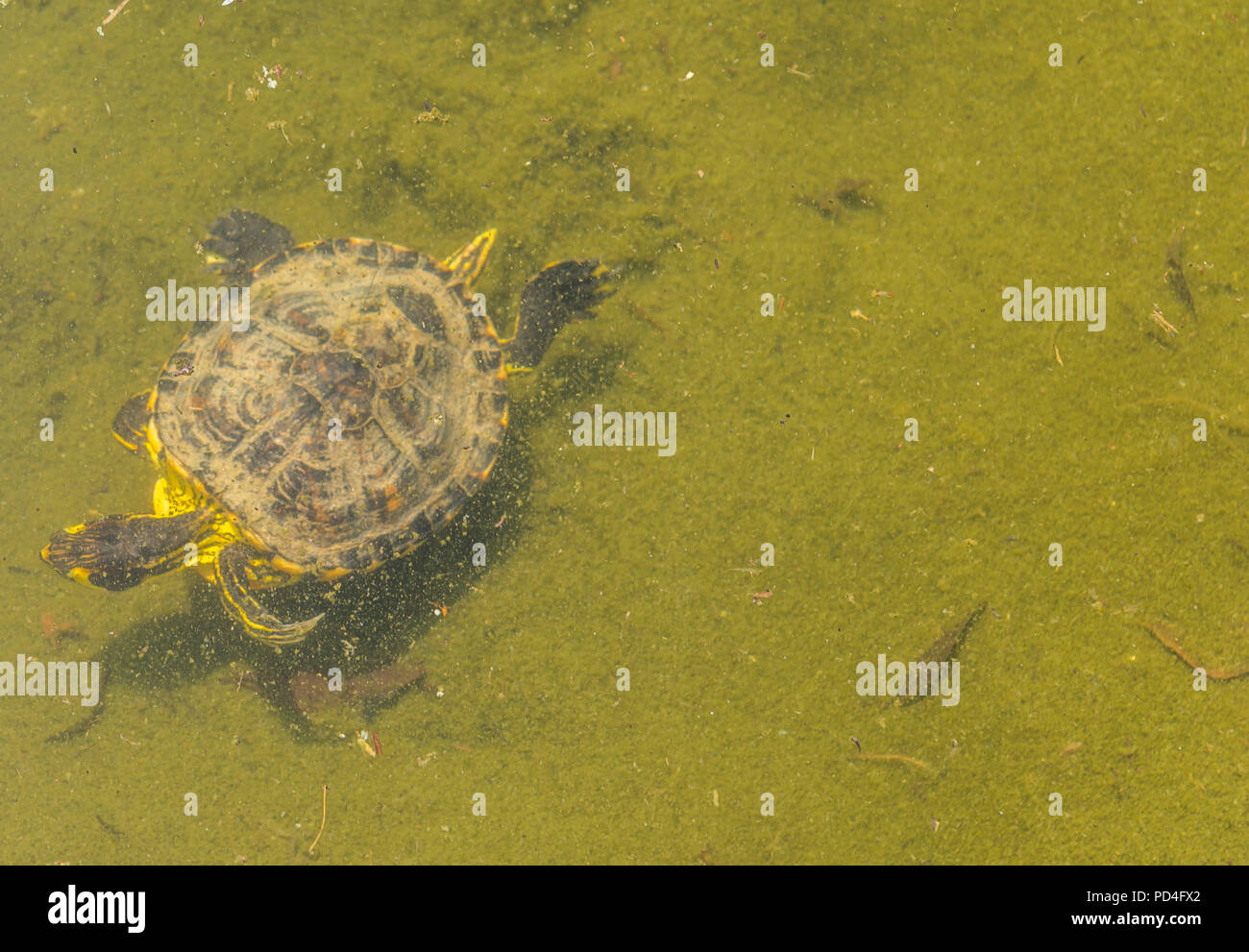 water turtle in a dirty pond in a city park, wild animal living in an ...
