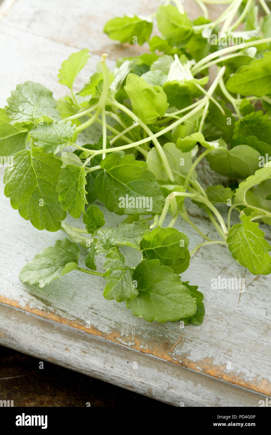 Lemon verbena micro herb hi-res stock photography and images - Alamy
