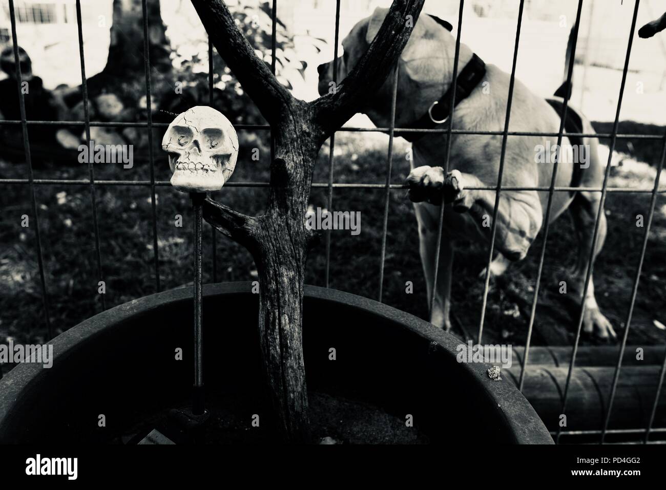 Dog skull images hi-res stock photography and images - Alamy