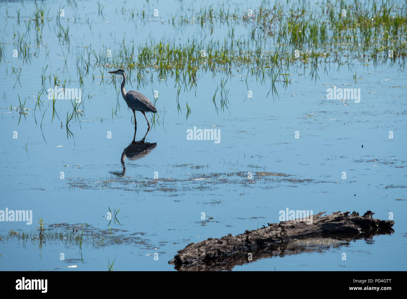 A Blue Heron hunting for food in the Marshlands Stock Photo - Alamy
